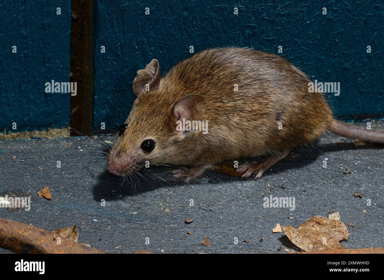 House mouse in garden shed Stock Photo - Alamy
