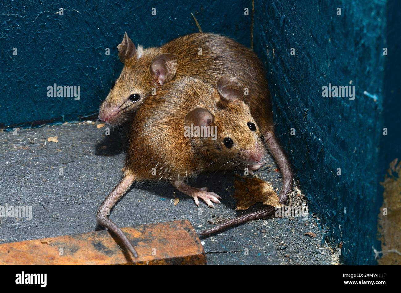 House mice in garden shed Stock Photo - Alamy