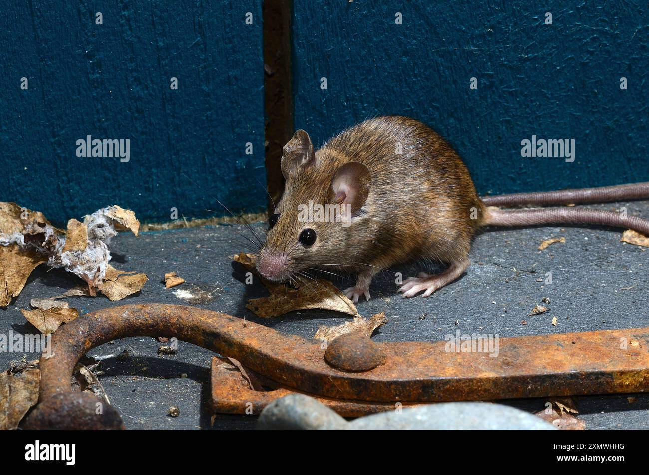 House mouse in garden shed Stock Photo - Alamy