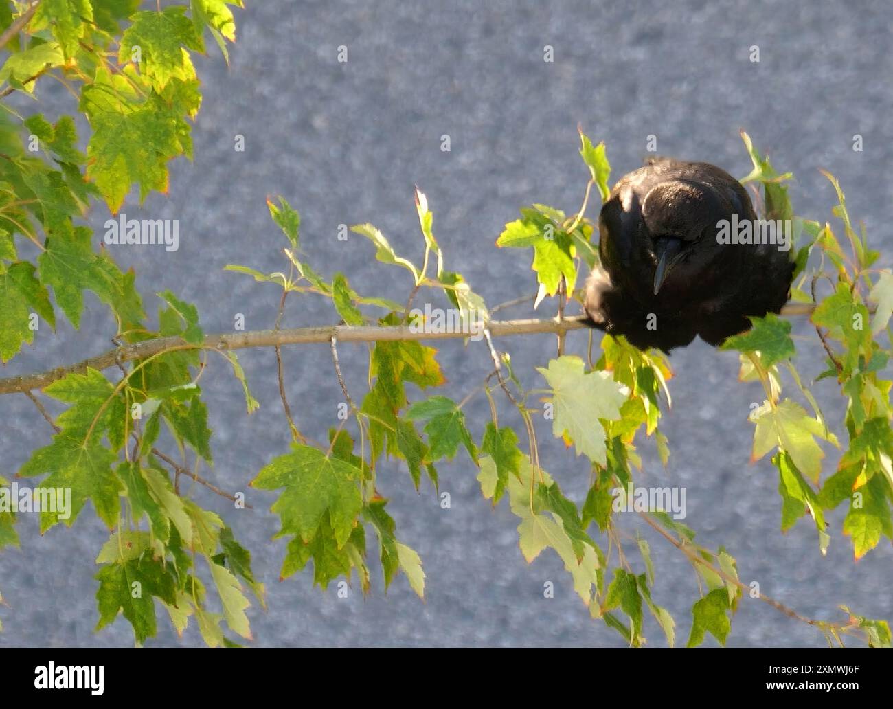 Leaf tree bird leaves hi-res stock photography and images - Alamy