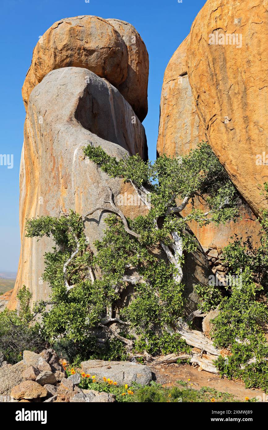Ficus ilicina hi-res stock photography and images - Alamy