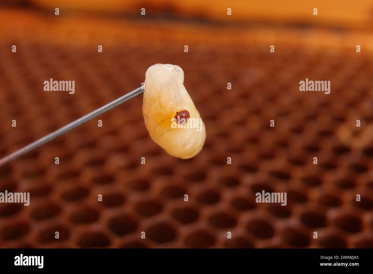 Varroa on a bee larva with honeycomb background Stock Photo - Alamy