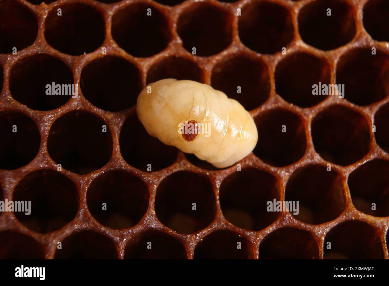 Varroa on a bee larva with honeycomb background Stock Photo - Alamy