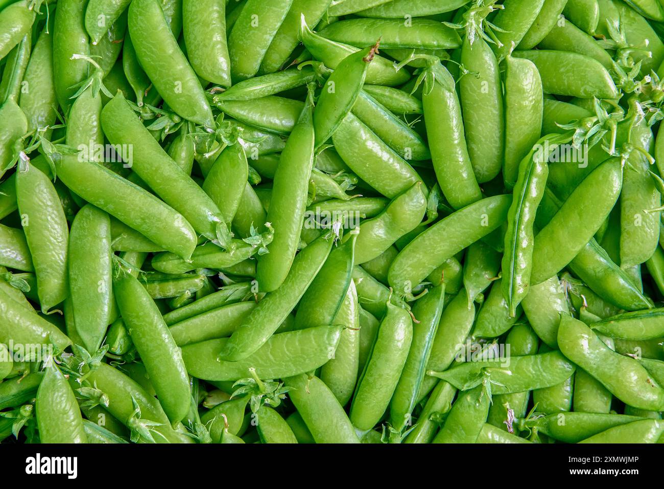 Sweet green garden peas in pods on horizontal surface close-up, plant ...