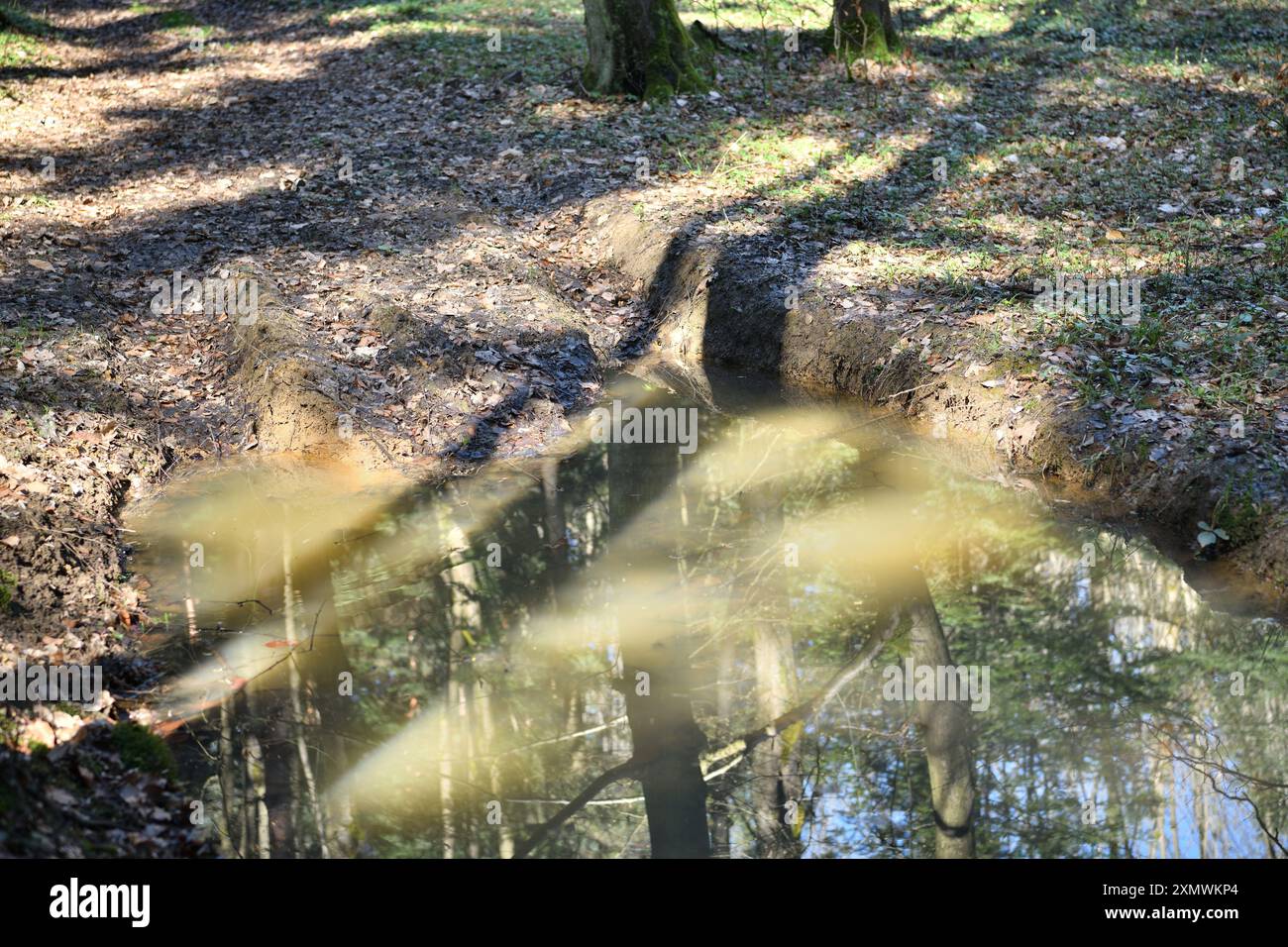 Forest puddle of water with mud for refreshment for animals in the ...