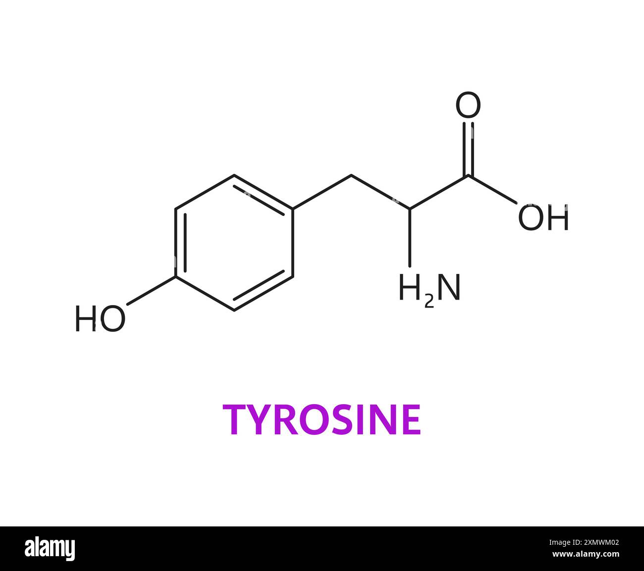 Tyrosine amino acid chemical molecules, essential structure with a ...