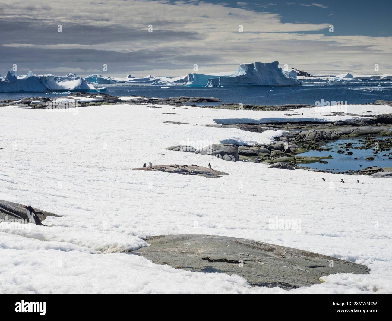 Southern Gentoo (Pygoscelis papua ellsworthi) penguins on Pleneau ...