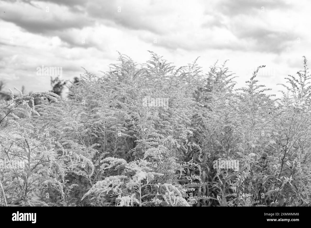 goldenrod ragweed or ambrosia flowering plant yellow color Stock Photo ...