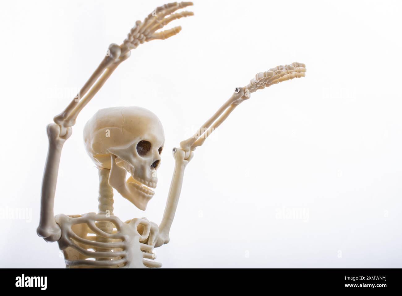 Human skeleton model for medical anatomy science Medical clinic concept ...