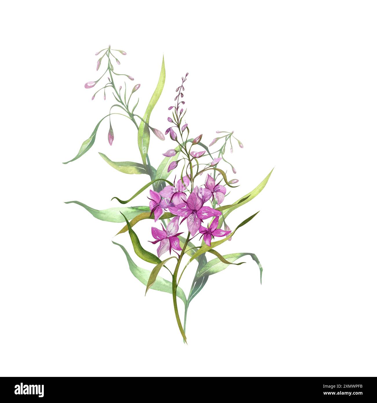 Bouquet. Fireweed Flowers. Blooming Sally. Set. Watercolor Sketch ...