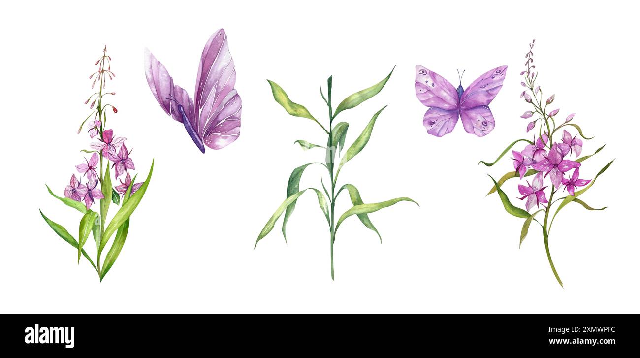 Fireweed flowers medicinal plant close Cut Out Stock Images & Pictures ...
