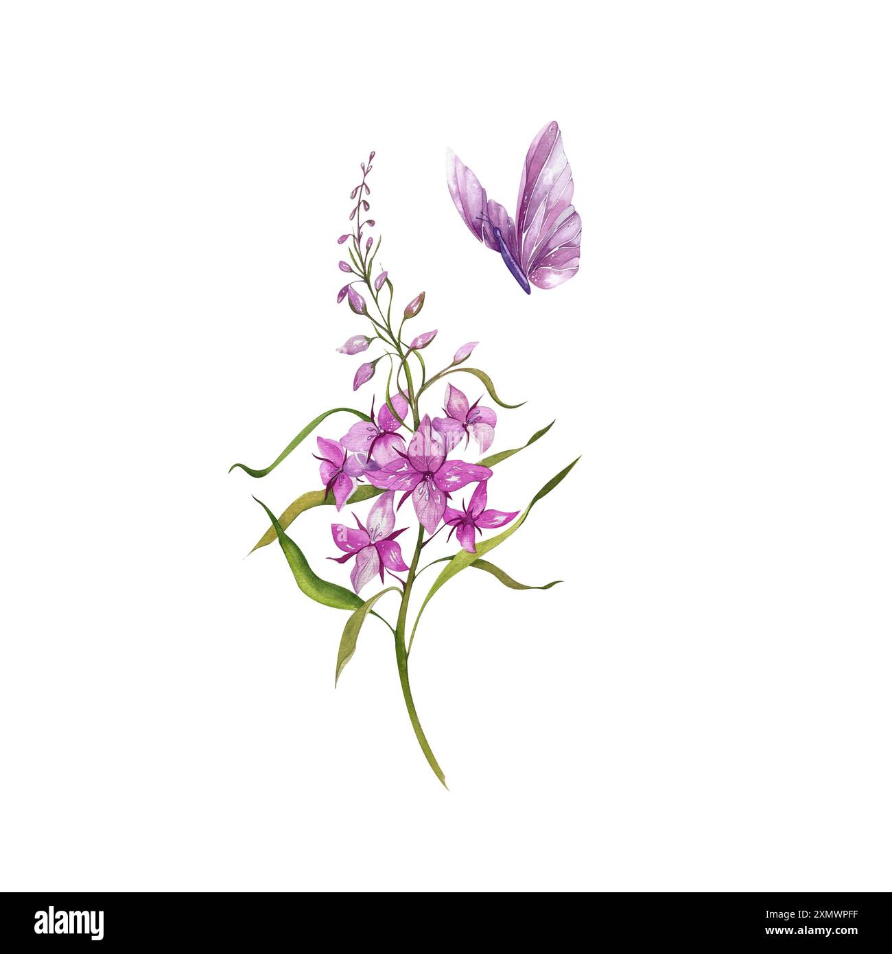 Fireweed Flower. Blooming Sally. Butterfly. Set. Watercolor Sketch ...