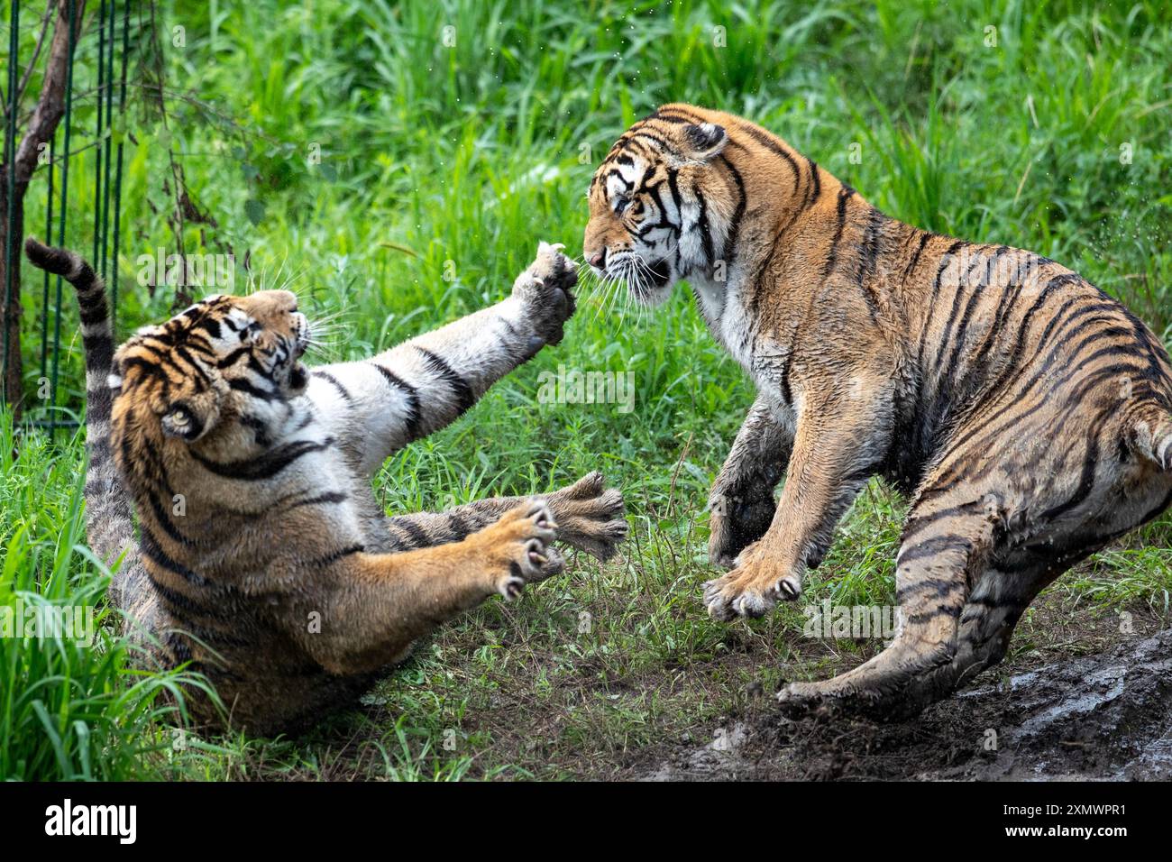 Beijing, China's Heilongjiang Province. 29th July, 2024. Siberian ...