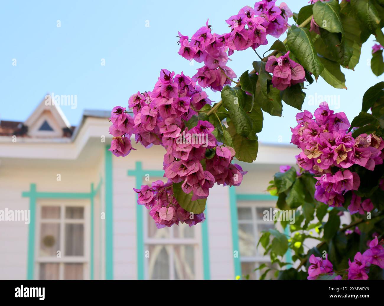 Pink Bougainville Flowers and Old Greek Mansion on Background in ...