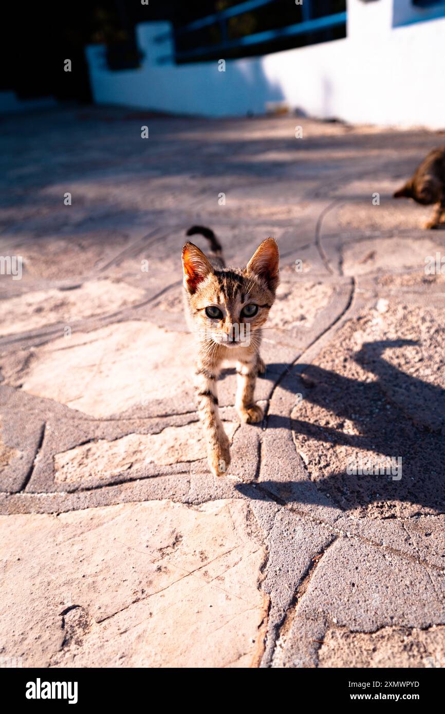 Sun kissed kittens hi-res stock photography and images - Alamy
