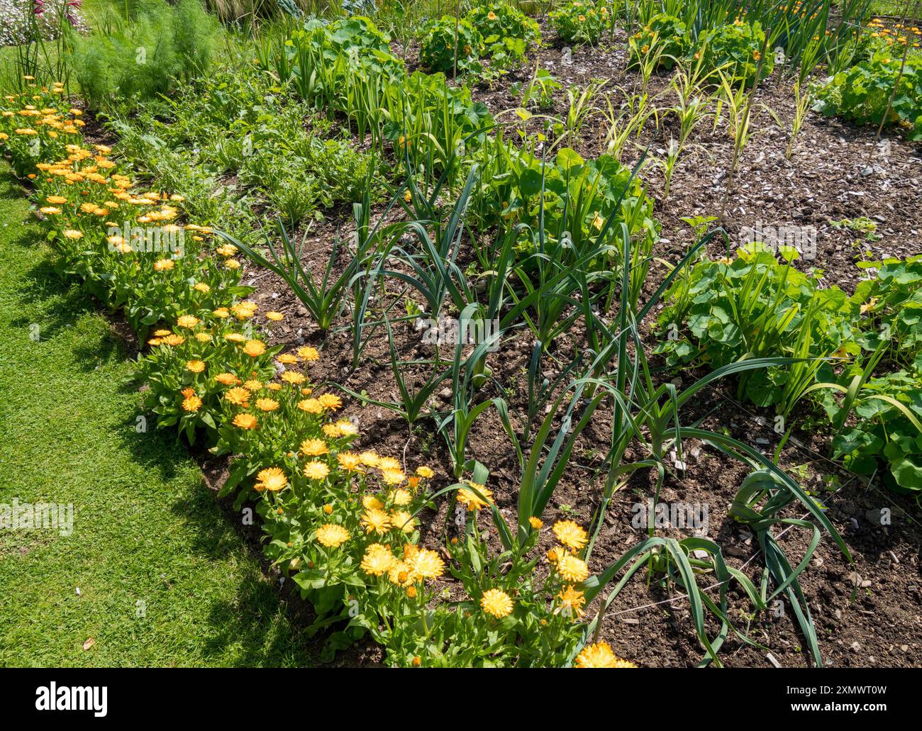 Mixed garden vegetable plot growing leeks, fennel, lettuce, marigolds ...