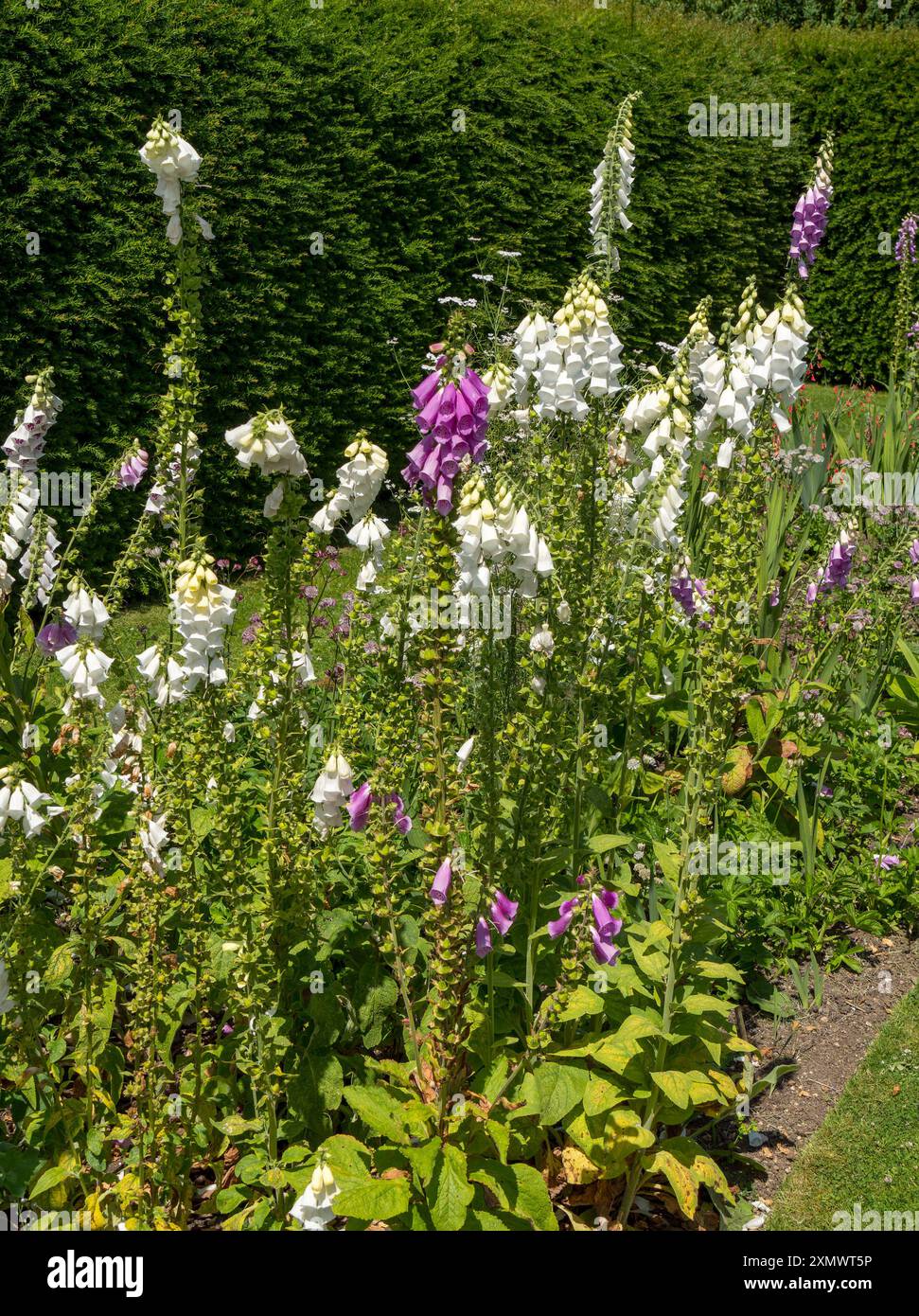 Mixture of white and purple foxglove flowers (Digitalis) growing in ...