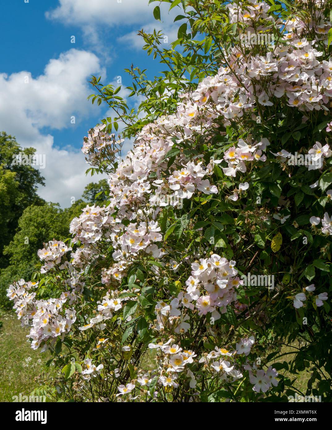 Masses of white and pale pink rose flowers on Rosa 'Francis E Lester ...