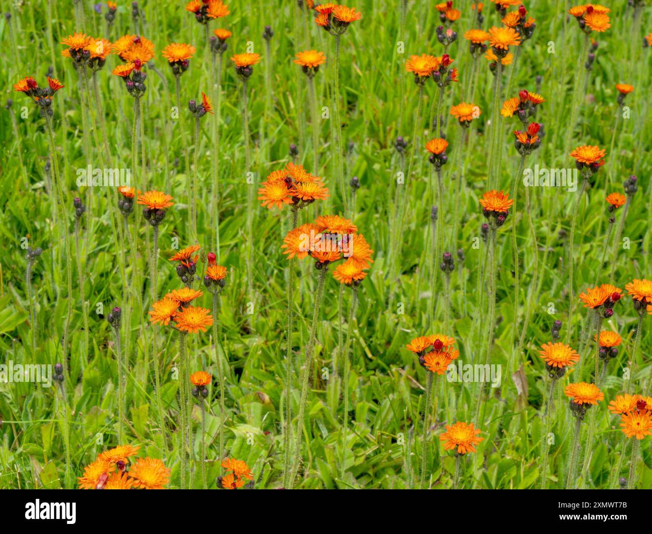 Beautiful Orange Fox and Cubs (Pilosella aurantiaca / Hieracium ...