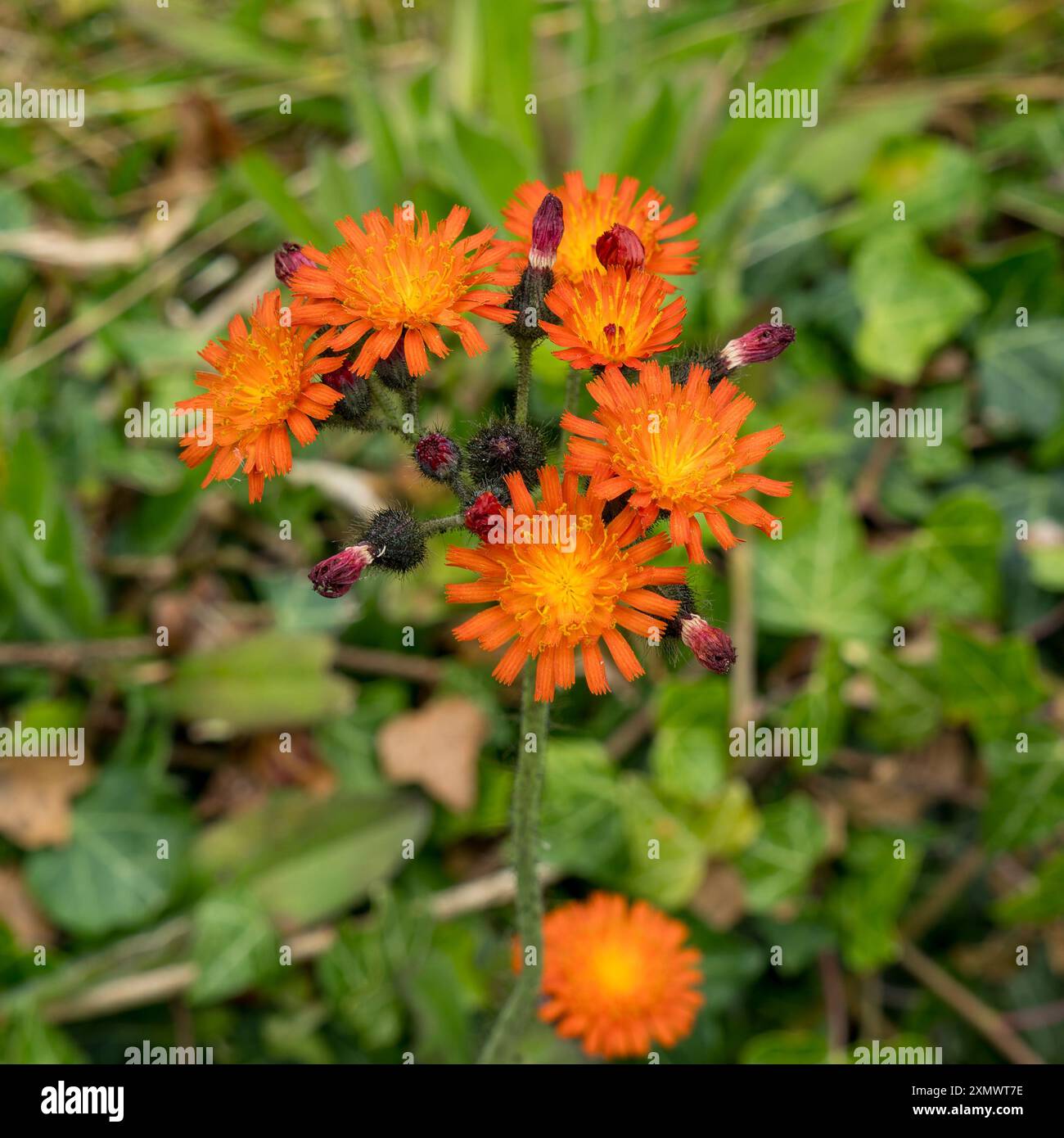 Beautiful Orange Fox and Cubs (Pilosella aurantiaca / Hieracium ...