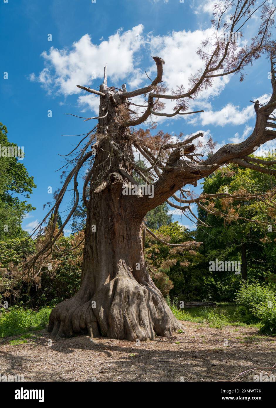 Tree lightning damage uk hi-res stock photography and images - Alamy