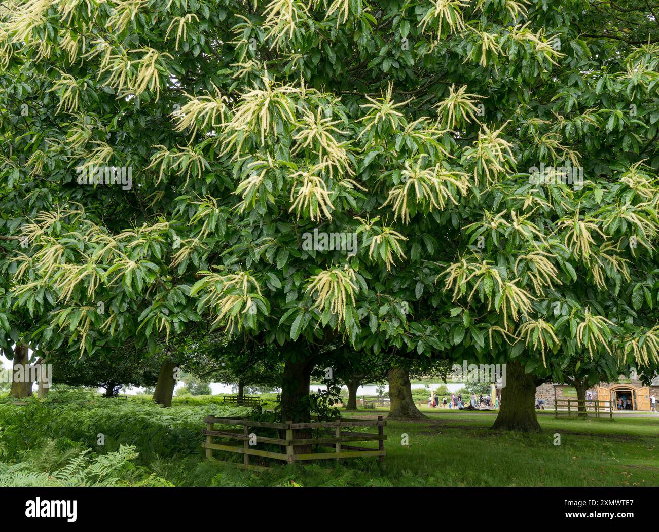 Sweet Chestnut tree (Castanea sativa) blossom catkin flowers in Summer ...
