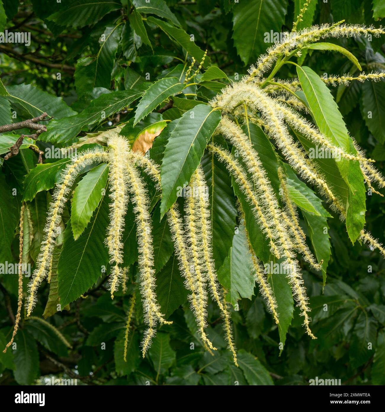 Closeup of Sweet Chestnut tree (Castanea sativa) blossom catkin flowers ...