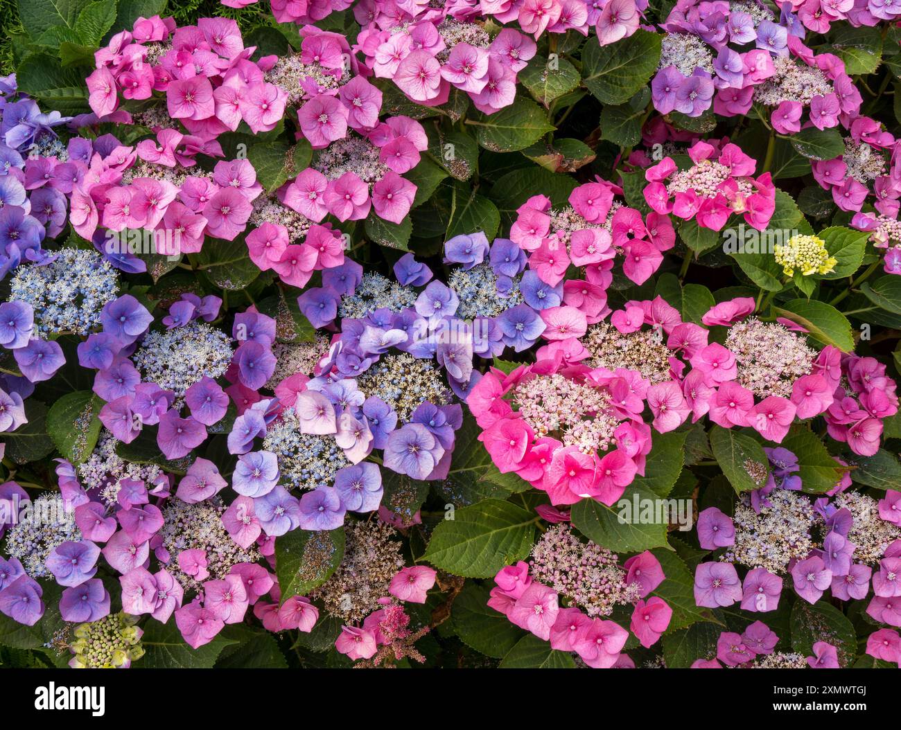 Beautiful pink and blue coloured flowers of Hydrangea macrophylla ...