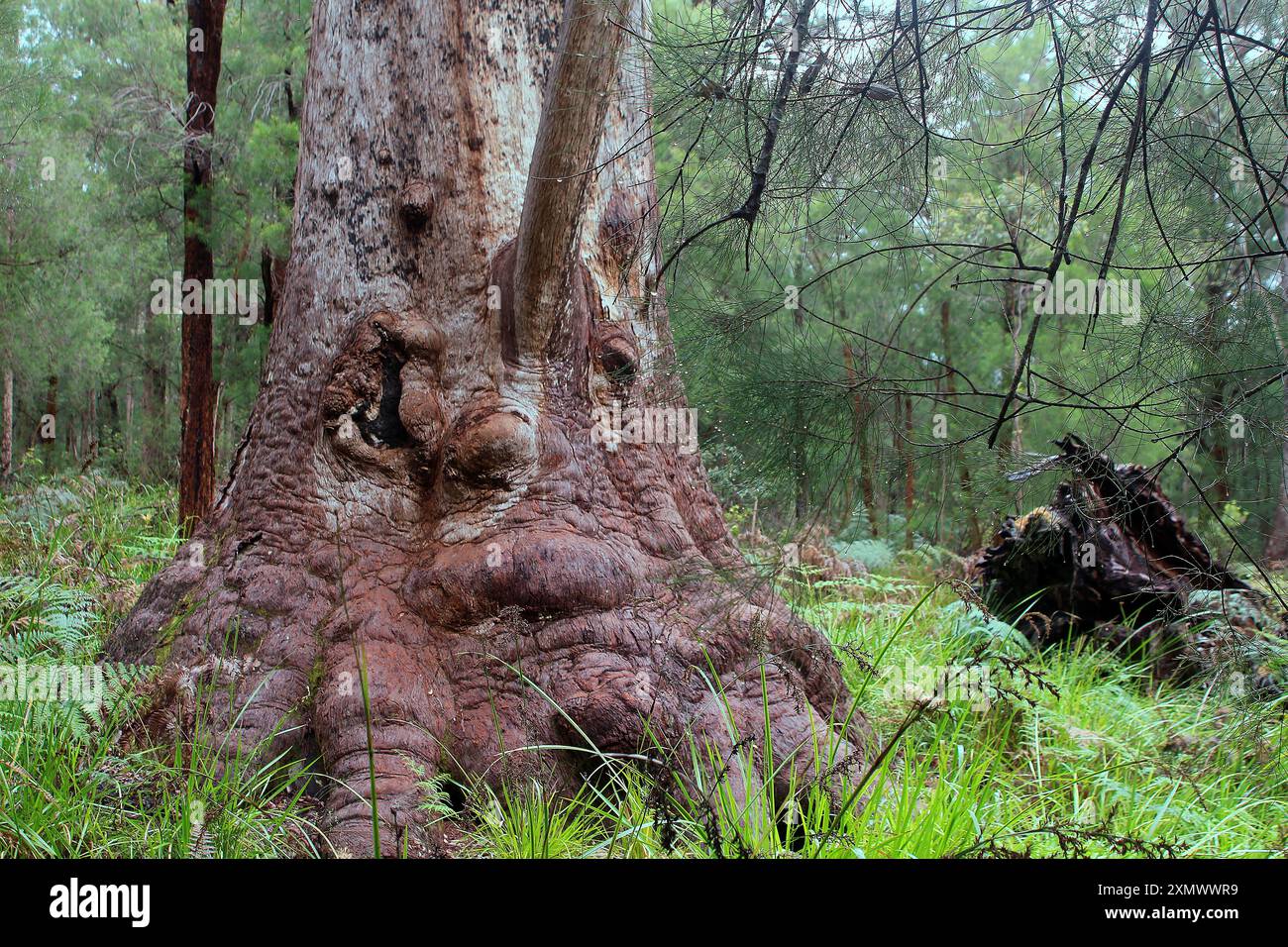 Giant Grandma tingle tree (Eucalyptus jacksonii) in the Valley of the ...