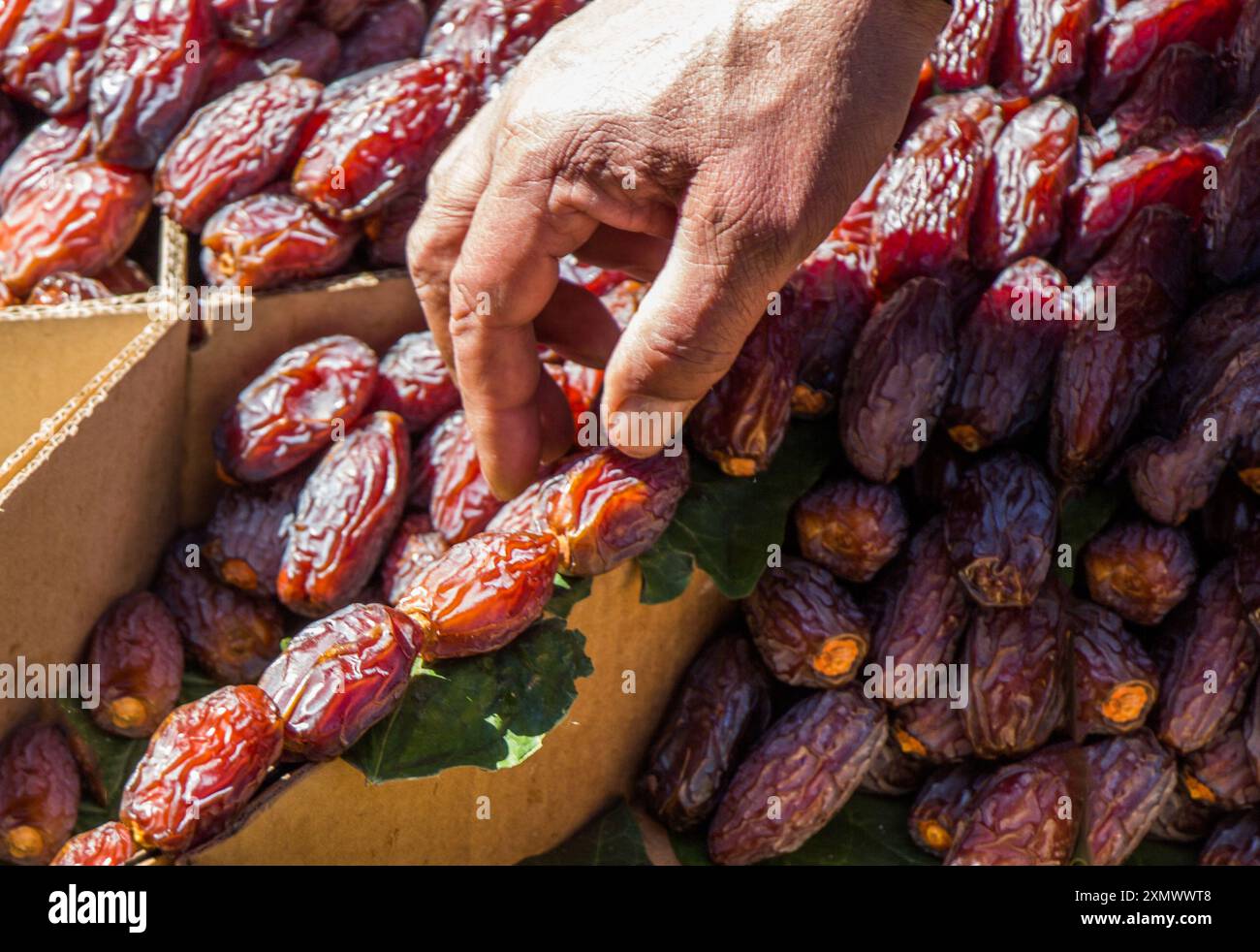 hand holding dates on a linen canvas background Stock Photo - Alamy