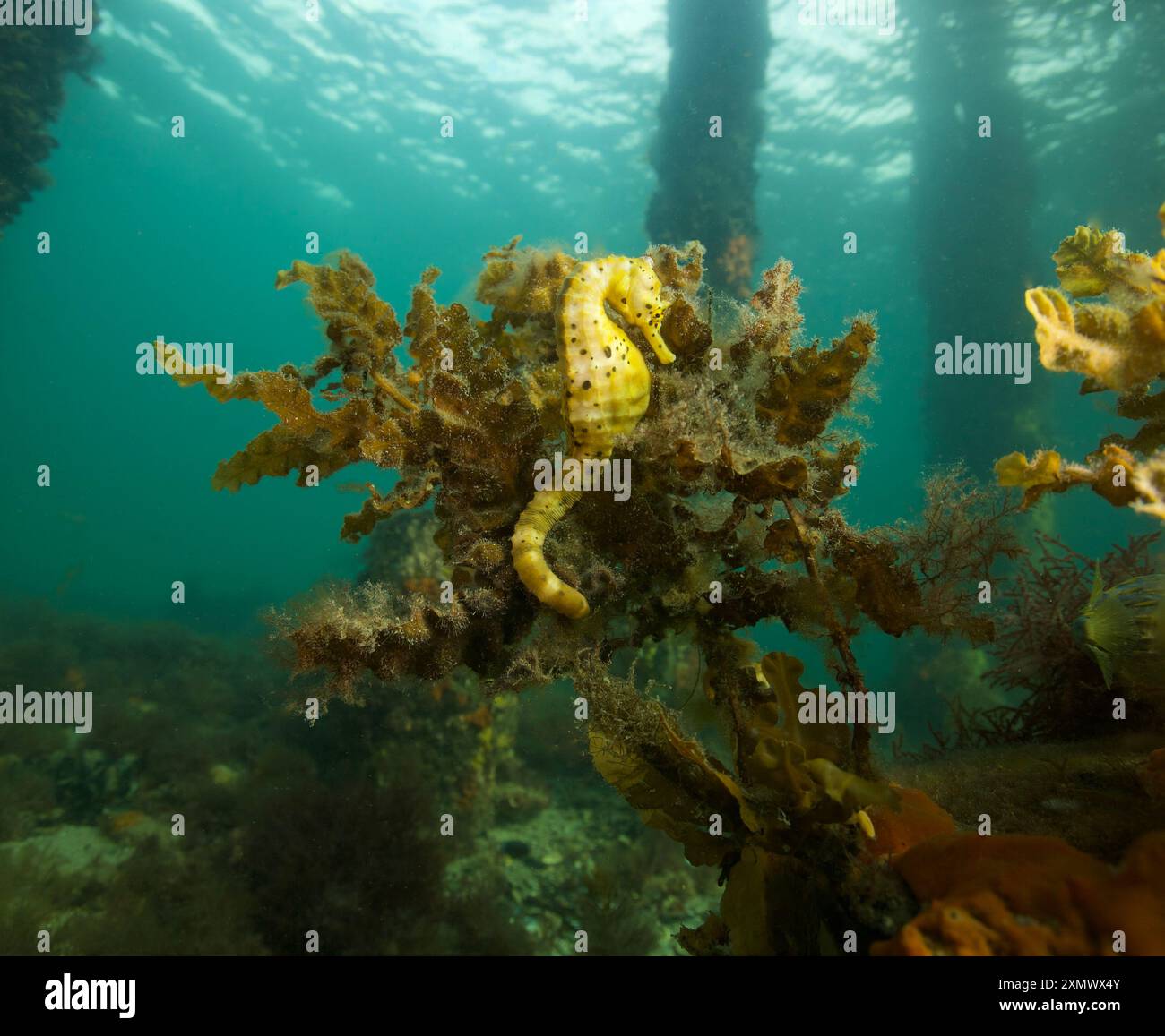 Mating life of Port Philip Bay Stock Photo - Alamy