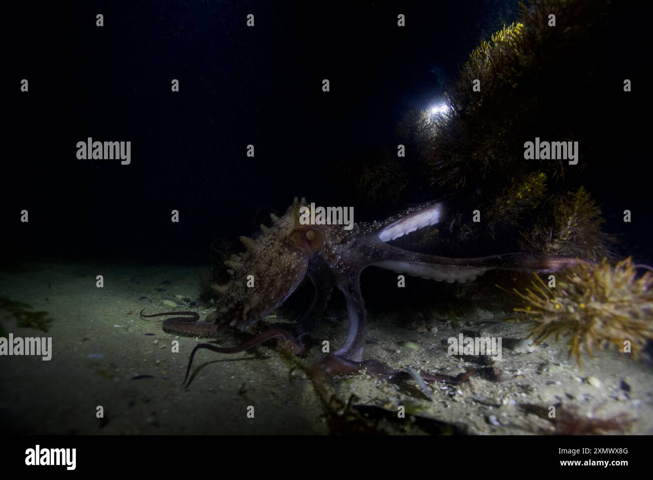 Seahorse mating hi-res stock photography and images - Alamy