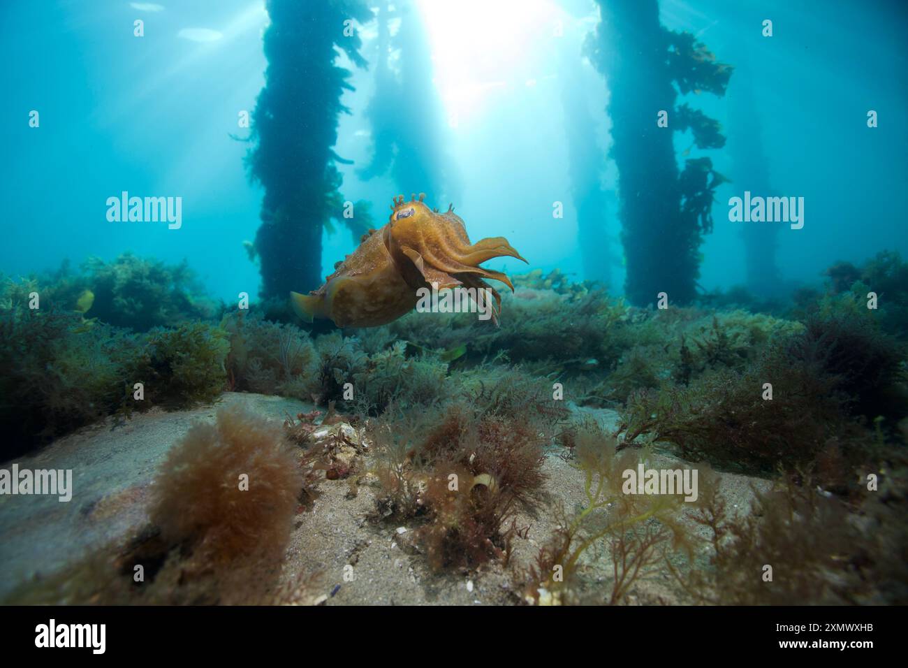 Mating life of Port Philip Bay Stock Photo - Alamy