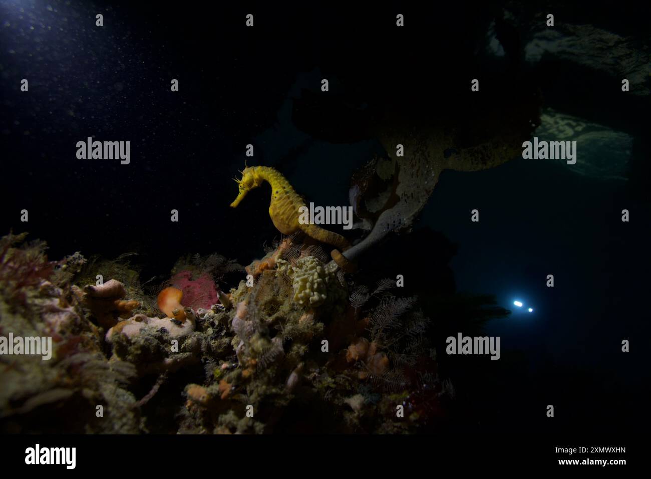 Seahorse mating hi-res stock photography and images - Alamy