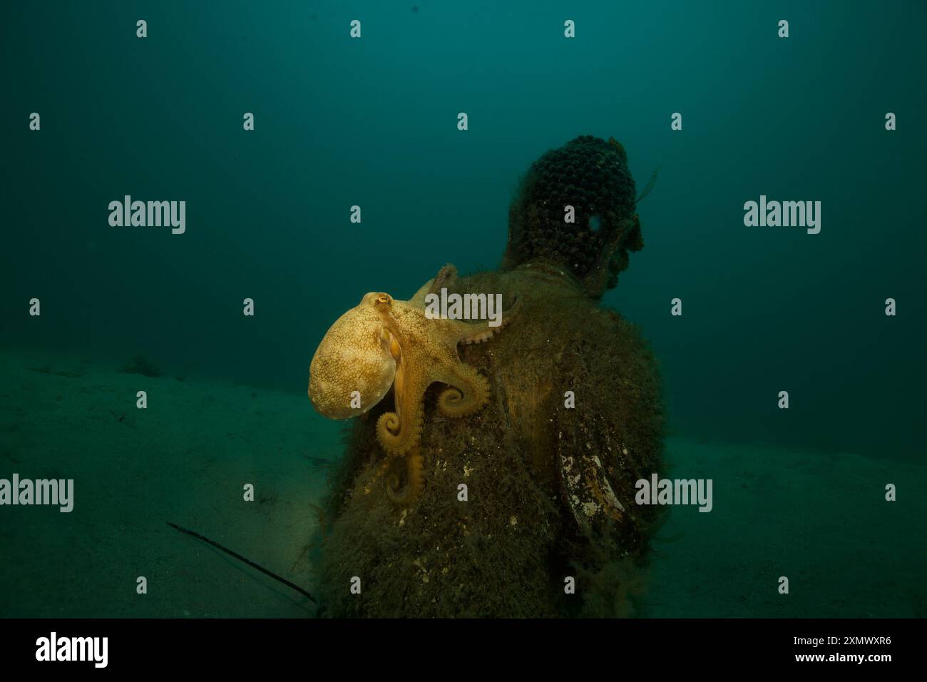 Mating life of Port Philip Bay Stock Photo - Alamy