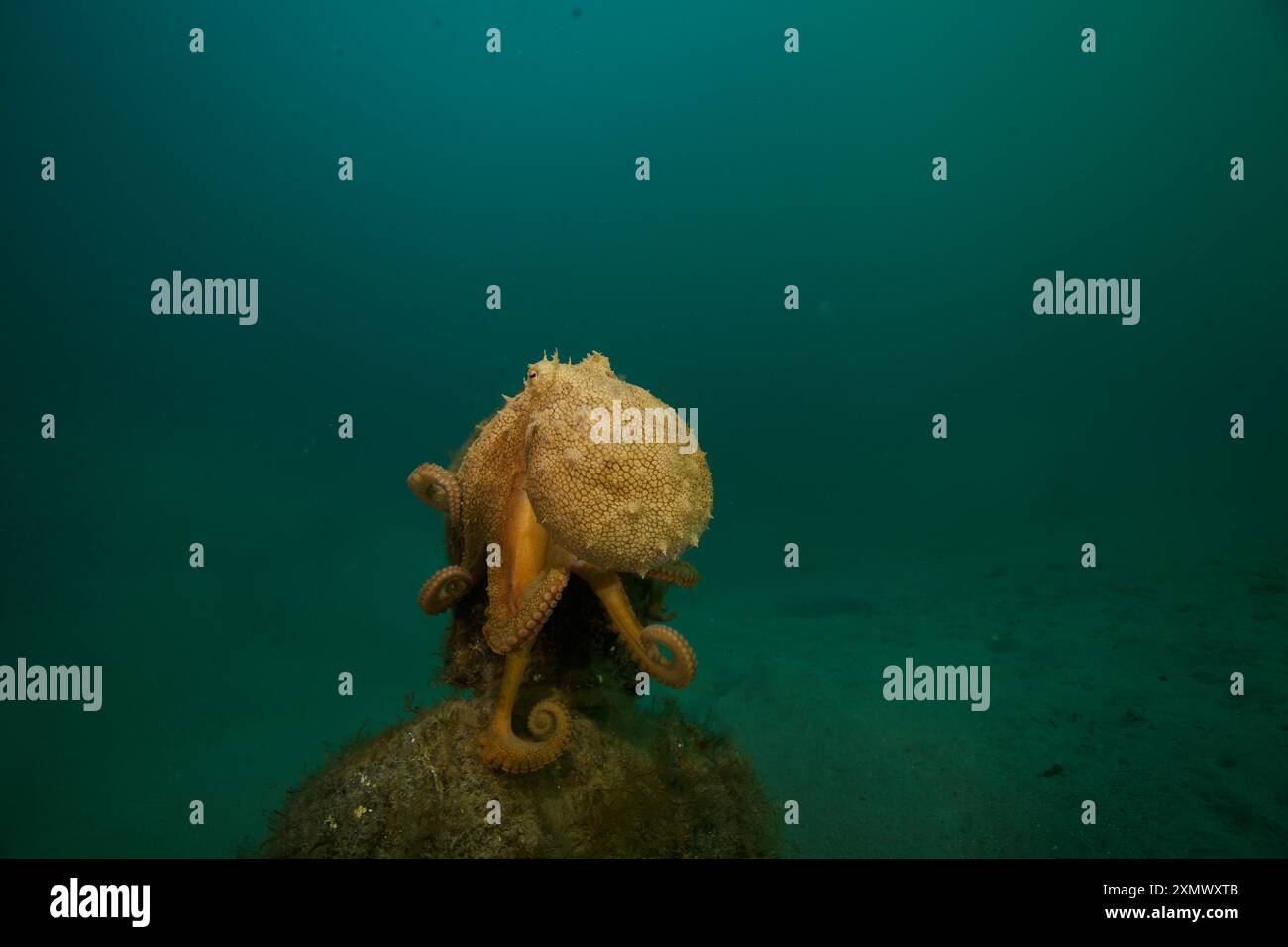 Mating life of Port Philip Bay Stock Photo - Alamy