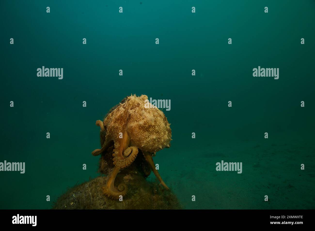 Octopus underwater mating hi-res stock photography and images - Alamy