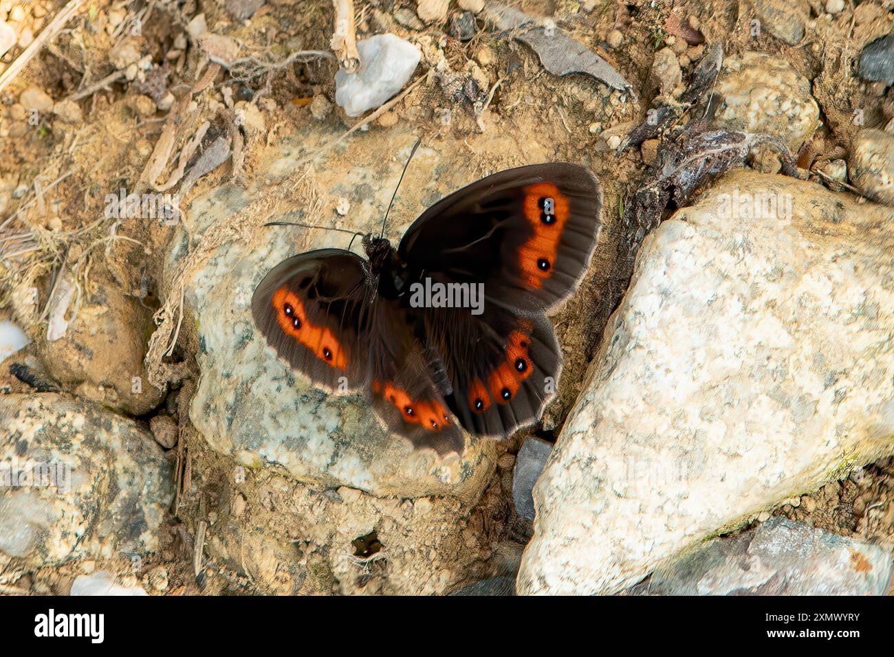 Woodland Ringlet Butterfly, Erebia medusa Stock Photo - Alamy