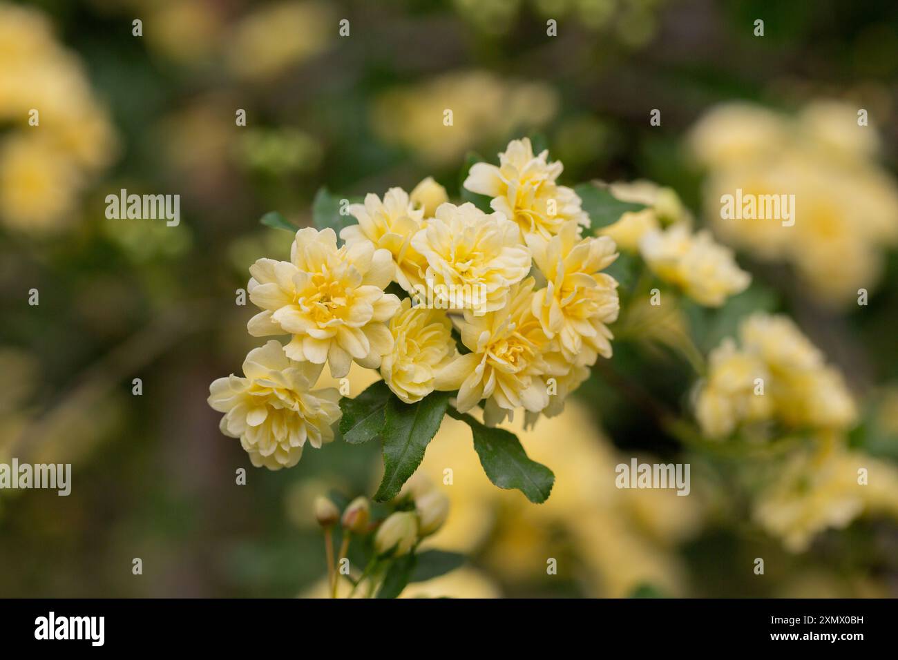 Banksia tree yellow flowers hi-res stock photography and images - Alamy