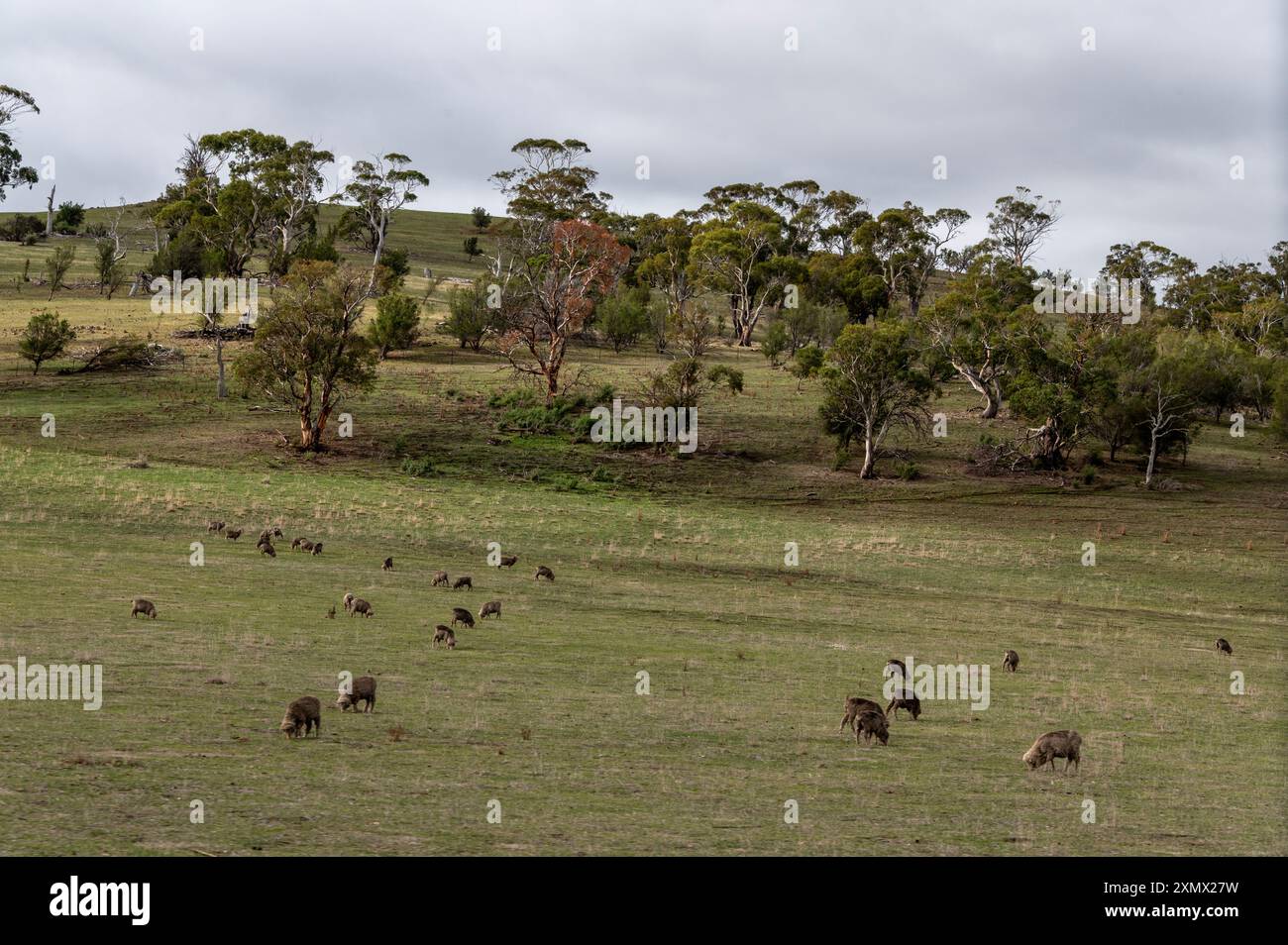 Sheep grazing among scatted Tasmanian Blue Gum trees around the rural ...