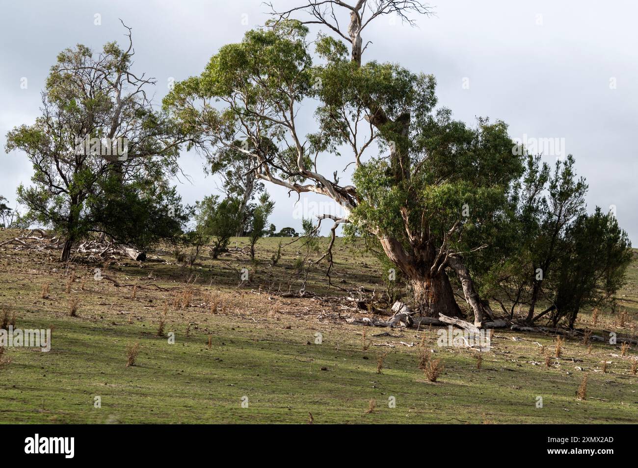 A small closely grown clump of Tasmanian Blue Gum trees in an open ...