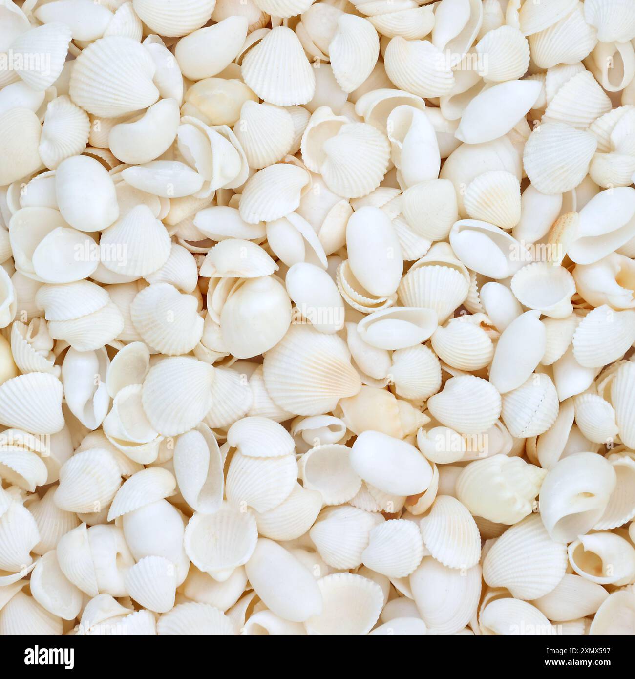 White seashell background with large collection of small beach shells ...
