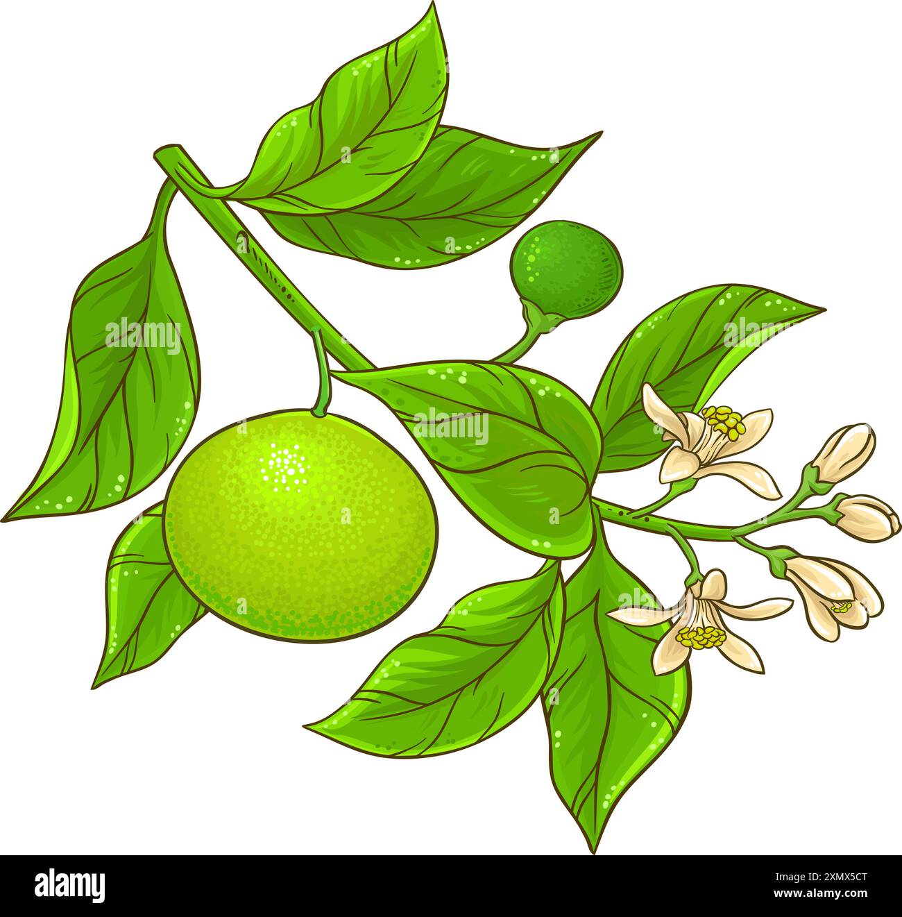 Tangerine Branch Colored Detailed Illustration Stock Vector Image & Art ...