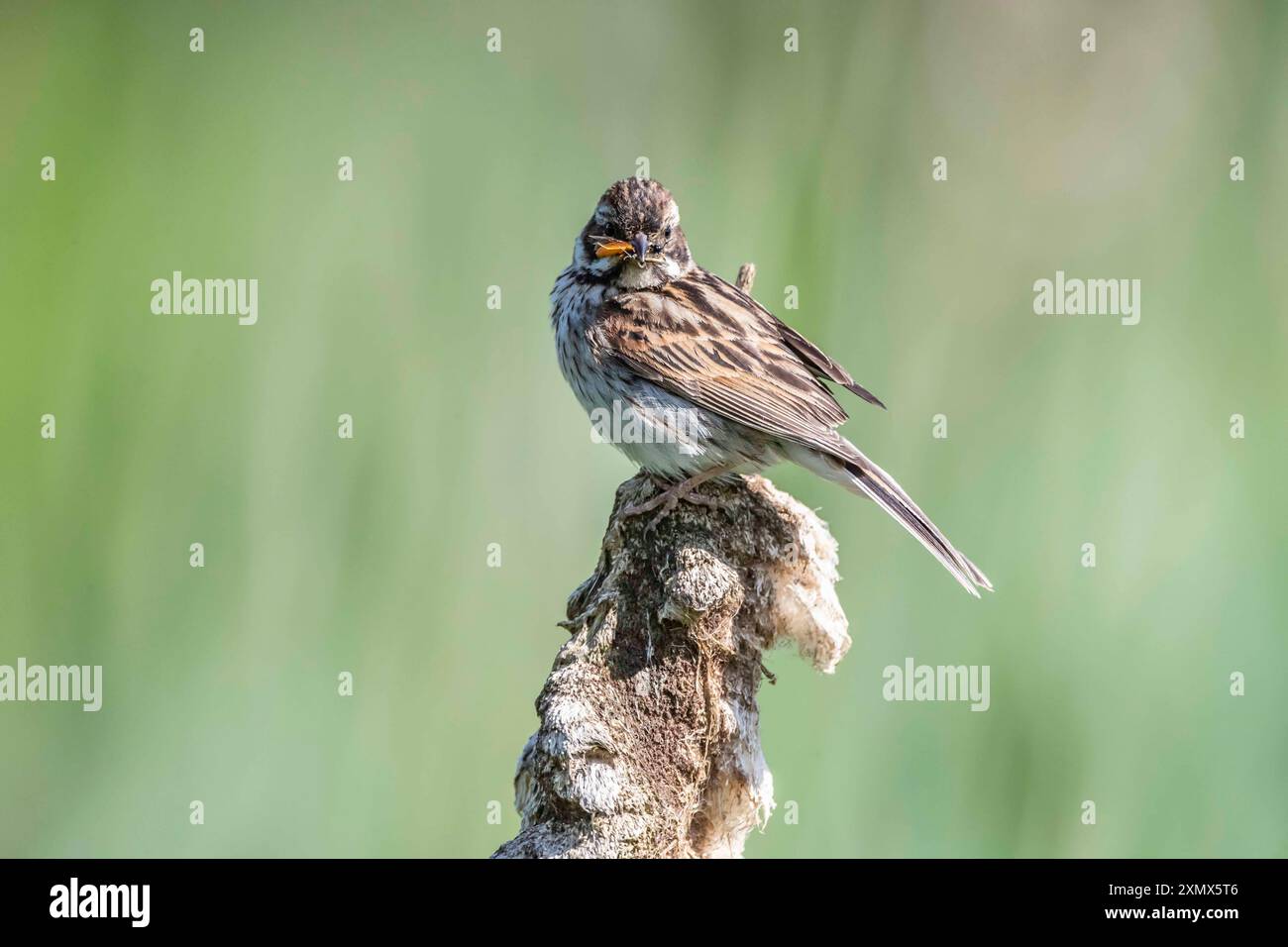 Reed Bunting Emberiza schoeniclus on Bull Rushes collecting food for ...