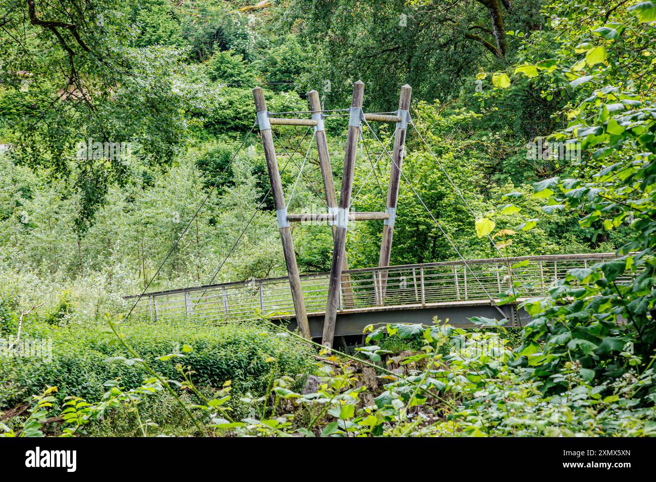 Structure of cable-stayed pedestrian bridge surrounded by abundant ...