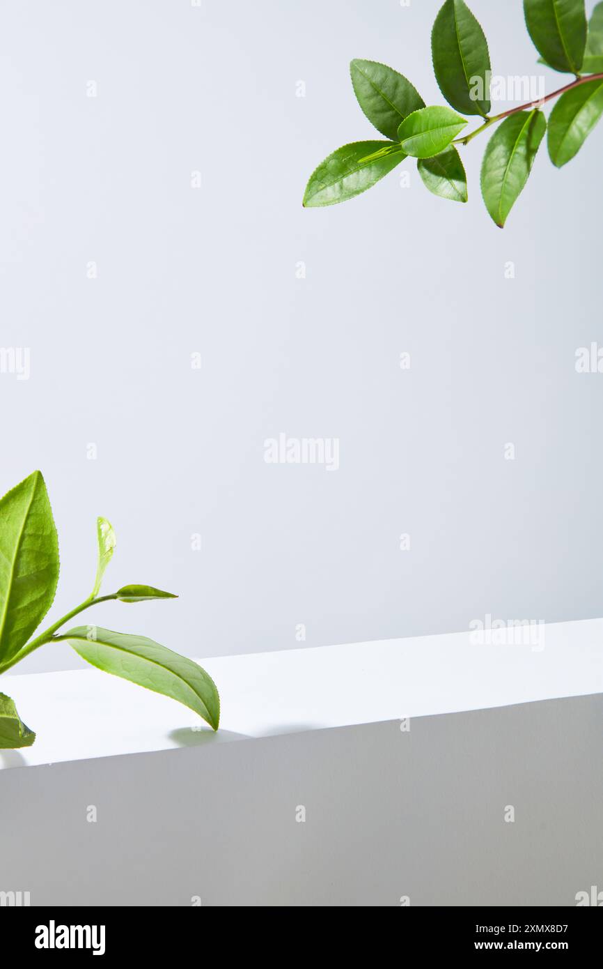 Minimalist style photography with green tea theme on white texture ...