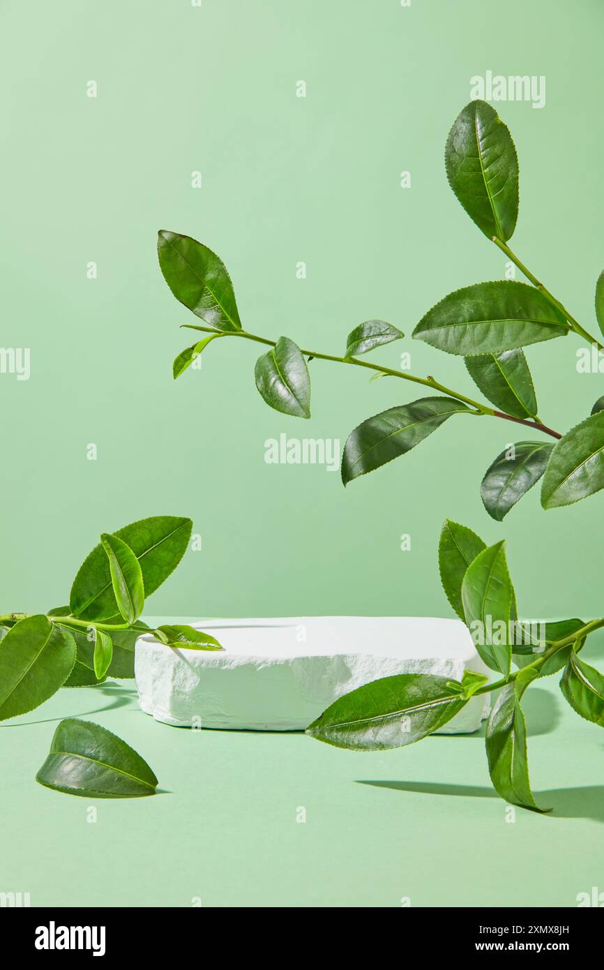 Vertical template photo over pastel green texture, a plaster podium ...