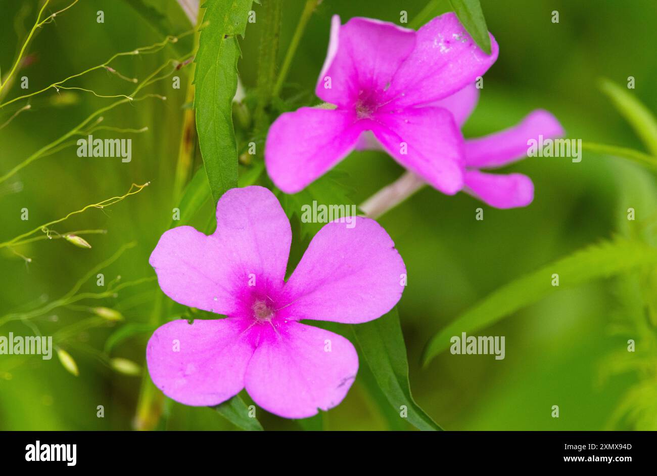 The Pink Ink Plant has vivid flowers during the rainy season. They are ...