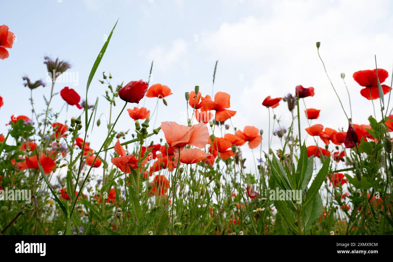 Meadow with poppy, daisy and flaxseed flowers, blooming wildflower ...