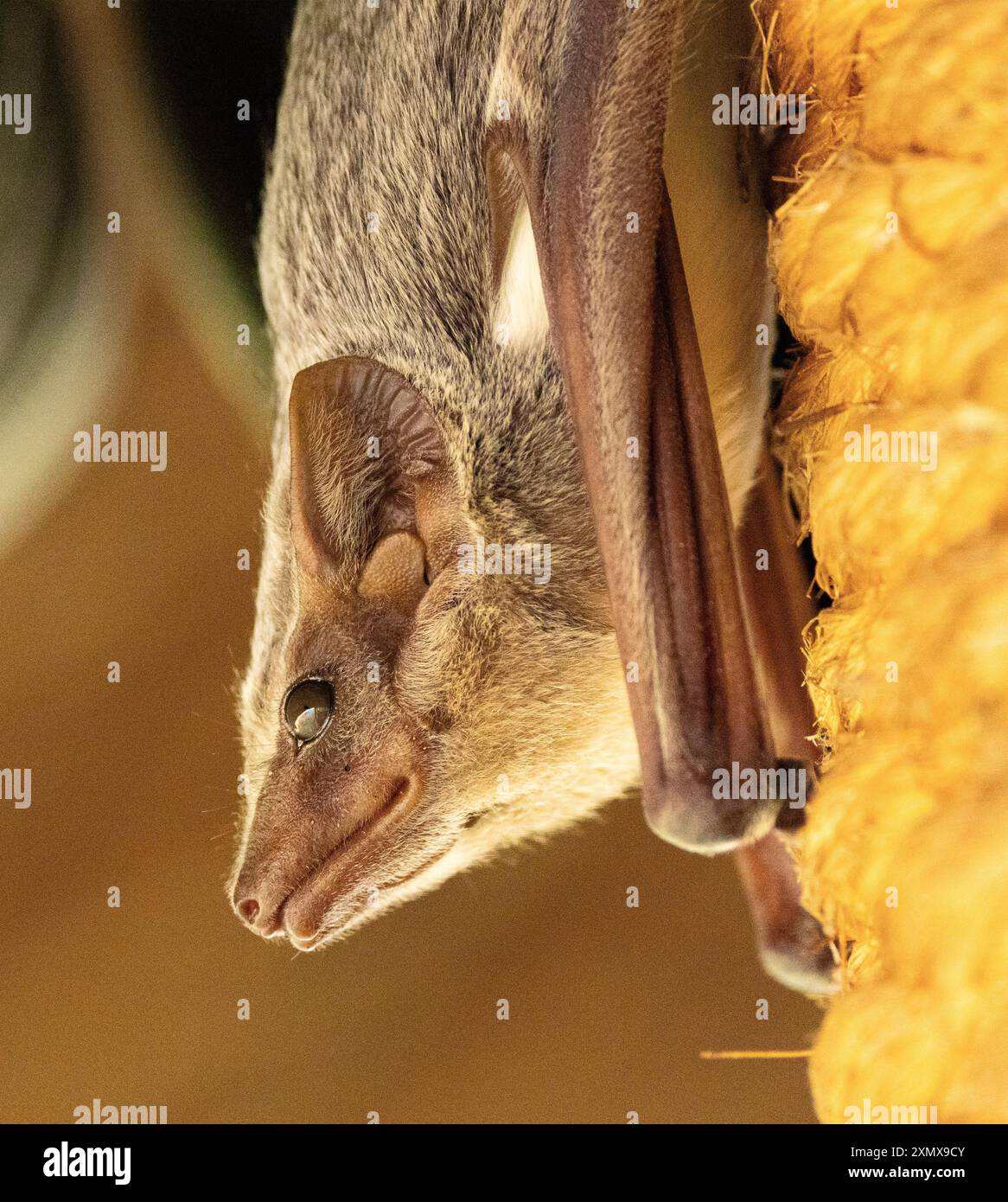 The mauritian Tomb Bat is common and widespread. They roost in rock ...